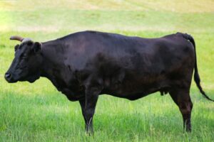 Wagyu Meat vs Angus - Which One is Better? Full Disclosure